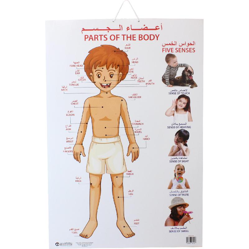 Dreamland Parts of The Body Chart Arabic/English - Jarir Bookstore KSA