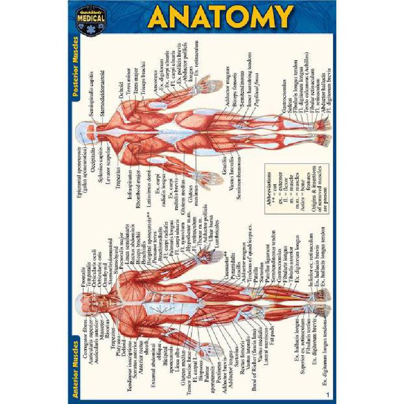 Anatomy Quick Study Reference Guide Staffs of BarCharts - Jarir.com KSA