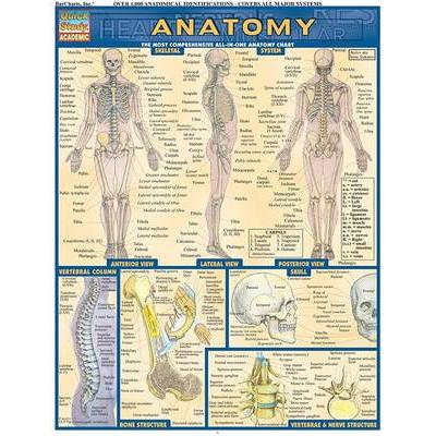 Anatomy Quick Study Reference Guide Staffs of BarCharts - Jarir.com KSA