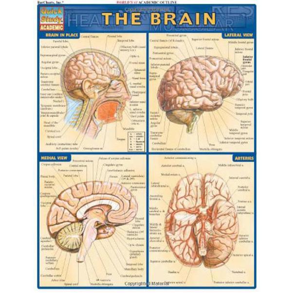 The Brain Quick Study Reference Guide Staffs of BarCharts - مكتبة جرير ...