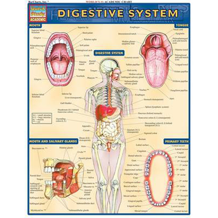 Digestive System Quick Study Reference Guide Staffs of BarCharts ...