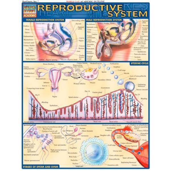 Reproductive System Quick Study Reference Guide Staffs of BarCharts - مكتبة جرير السعودية