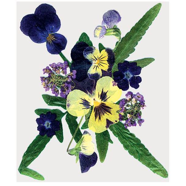Stamperia Pressed Dried Flowers at Jarir Bookstore Qatar